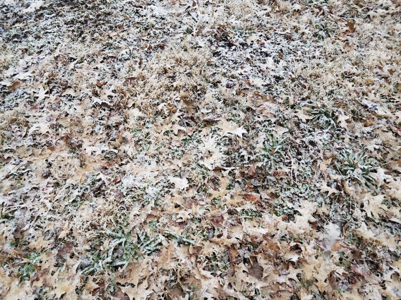 White Snow and Ice on Brown Leaves and Grass Stock Photo - Image of ...
