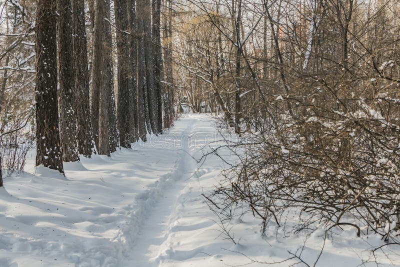 A White Snow Path among Trees with Snow in the Park in Winter Stock ...
