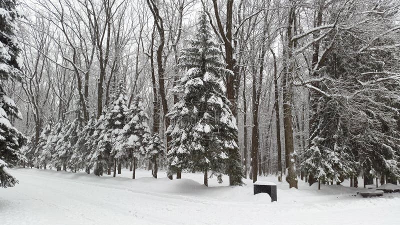 White Snow on Trees in Park - Winter Stock Image - Image of grey, black ...
