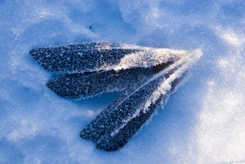 White snow und feather stock photo. Image of textured - 7550732