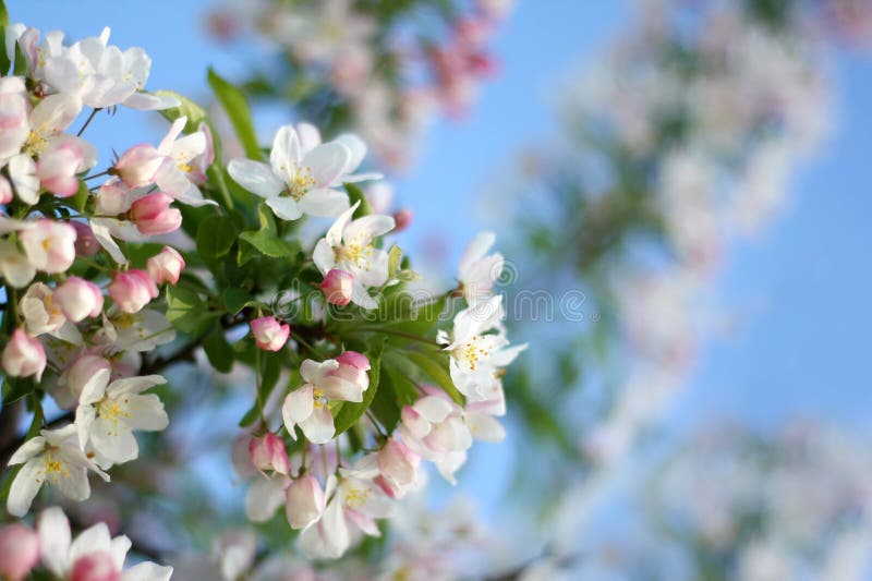White SnowDrift Crabapple Tree Flower Blossoms Stock Photo - Image of ...