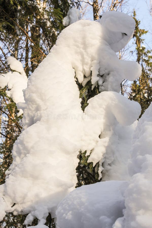 A White Snowdrift of Snow on a Tree. Stock Photo - Image of frost ...