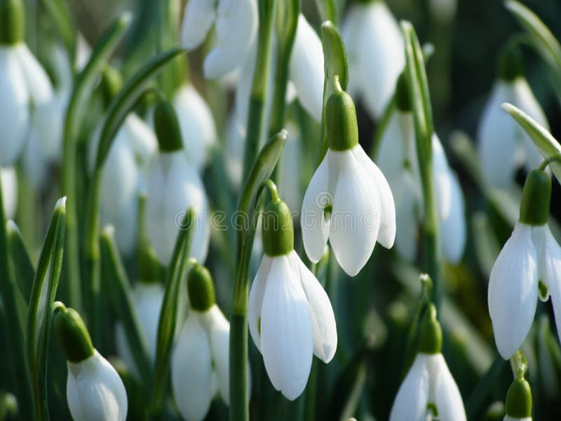 White snowdrop stock image. Image of winter, macro, forest - 2053317