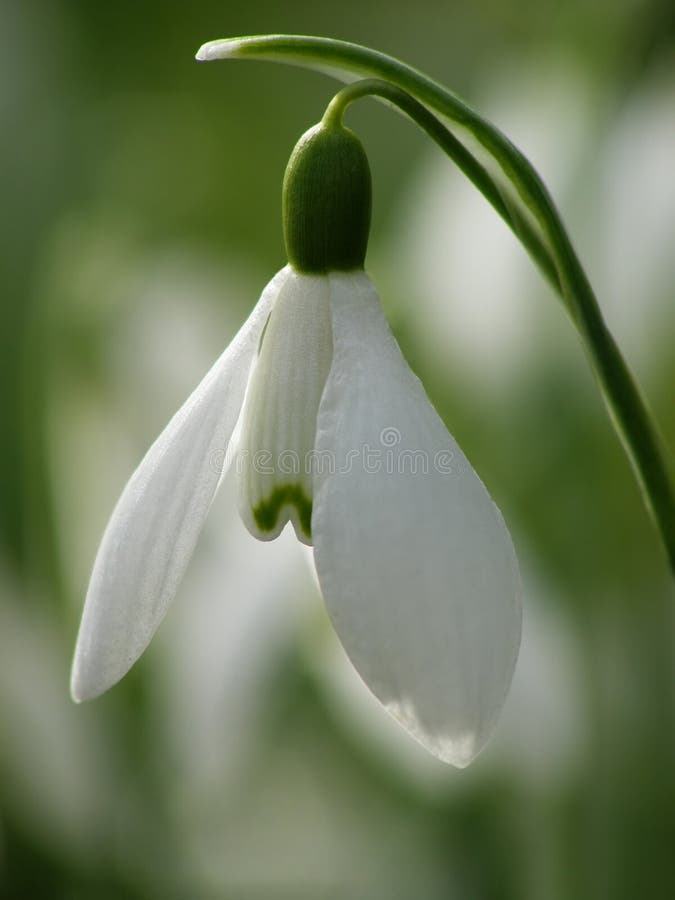Snowdrop stock photo. Image of petal, macro, transparent - 3409676