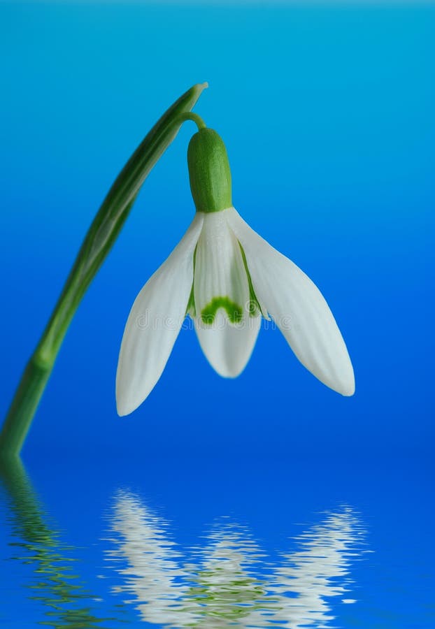 White snowdrop stock photo. Image of botanic, botanical - 4621060