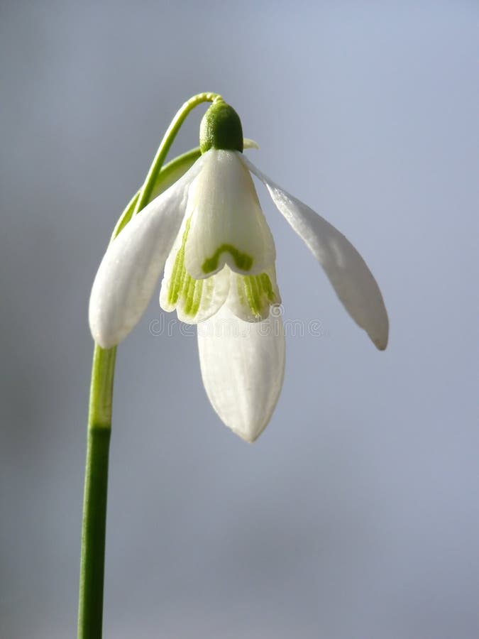 Snowdrop stock photo. Image of petal, macro, transparent - 3409676