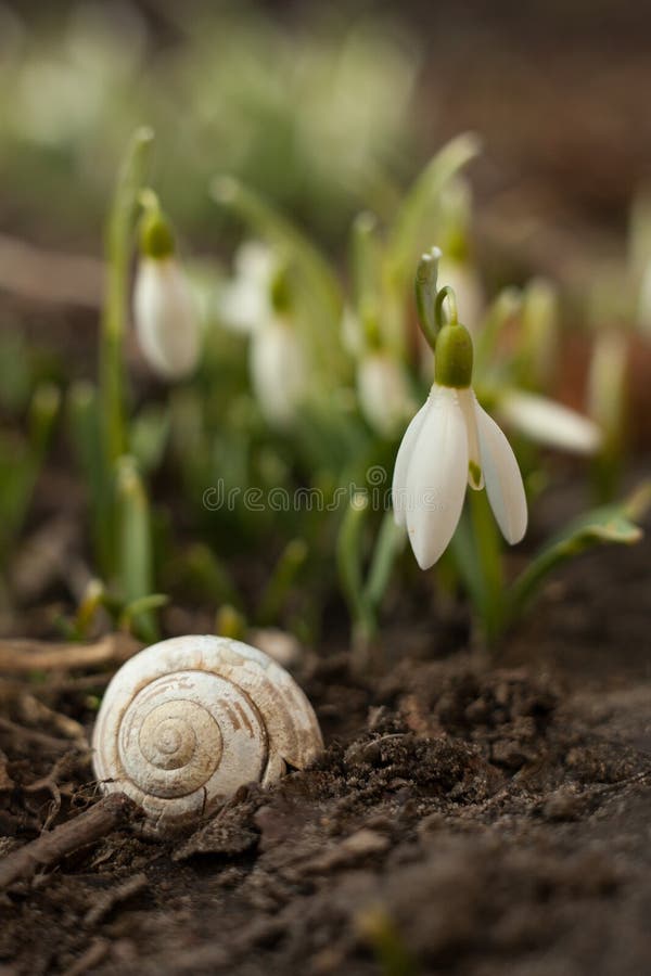 White Snowdrop Bell and Empty Snail Shell. Flower in the Shape of a ...