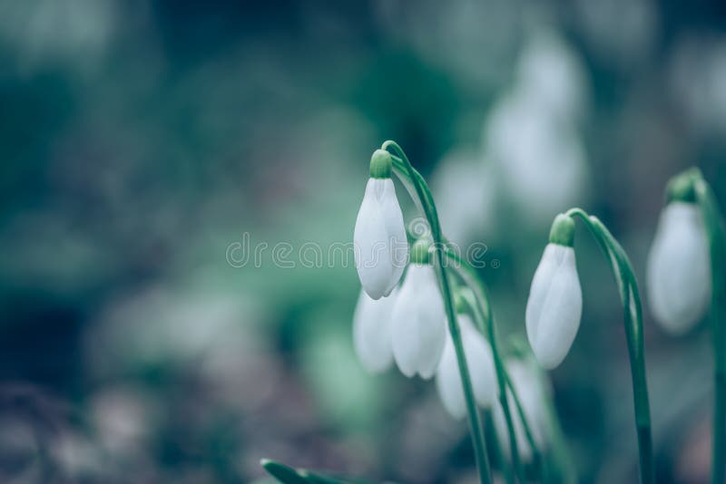 White Snowdrop Bud Flowers in Spring Forest Stock Image - Image of ...