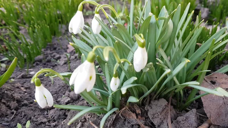 White Snowdrop Buds Swaying by the Wind Stock Footage - Video of grows ...