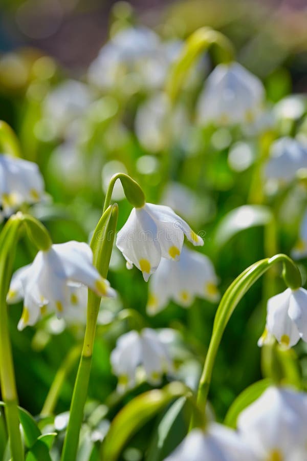 White Snowdrop Spring Flowers Stock Photo - Image of garden, nature ...