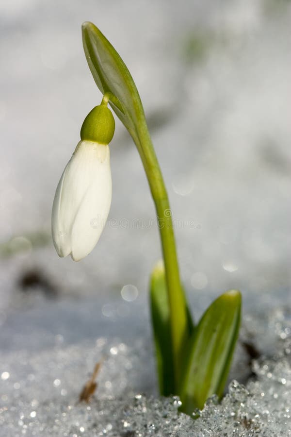 White snowdrop flower stock image. Image of green, outdoor - 12317007