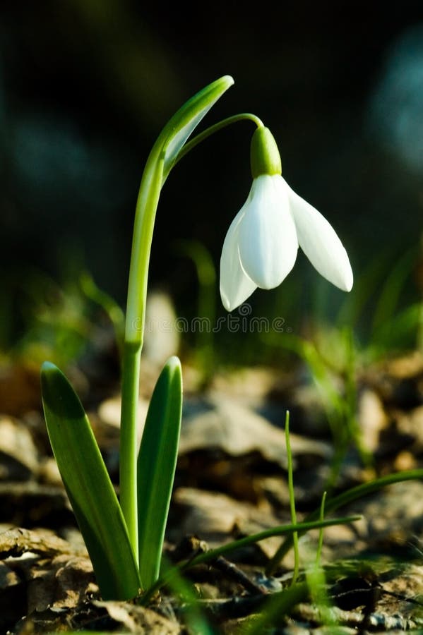 White Snowdrop Flower stock photo. Image of detail, backgrounds - 8752494