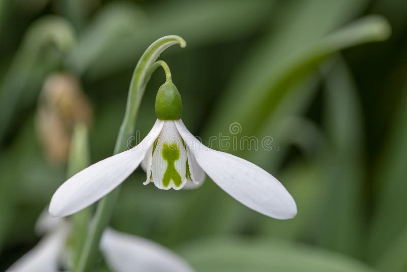 New snowdrop stock photo. Image of detail, clean, bright - 50015540
