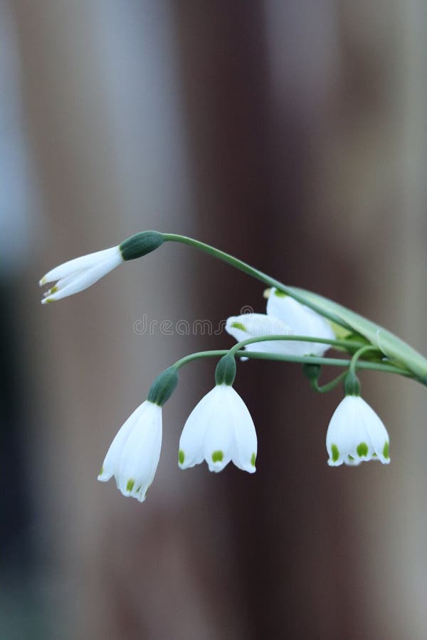 White Snowdrop Flower Bunch with Tree in Background Stock Image - Image ...