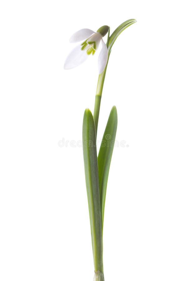 White Snowdrop Flower Isolated on White Background Stock Photo - Image ...