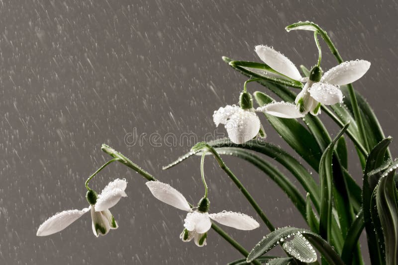White Snowdrop Flower in Rain Stock Photo - Image of flora, february ...