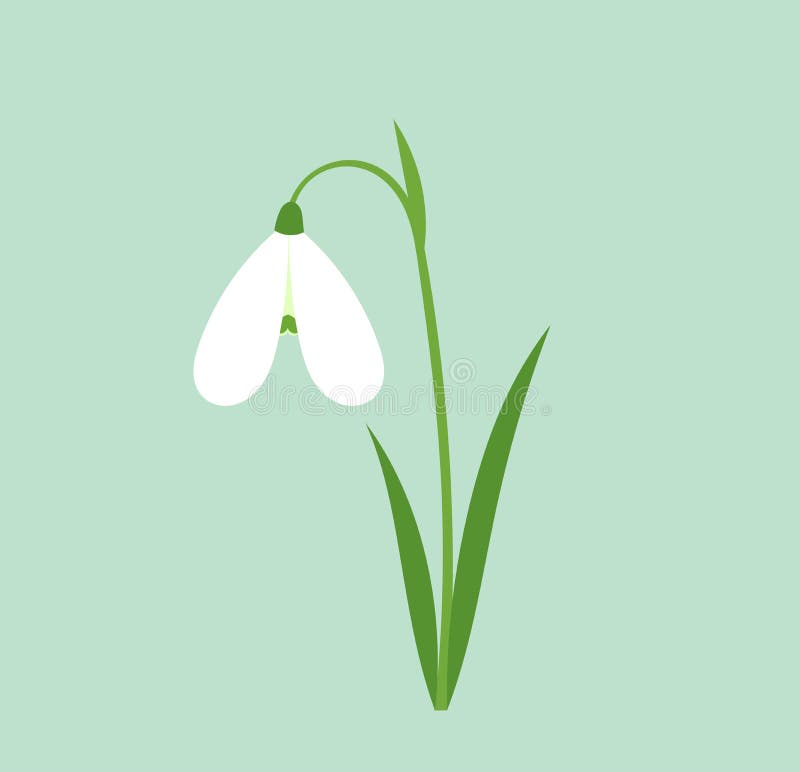 Snowdrop Flower Stock Illustrations – 8,808 Snowdrop Flower Stock ...