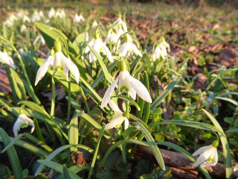 White Snowdrop Flower in the Spring Stock Image - Image of nature ...