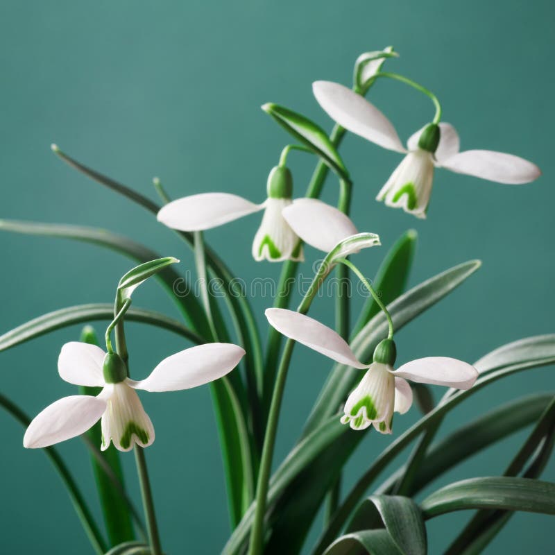 White snowdrop flower stock photo. Image of beautiful - 109268948