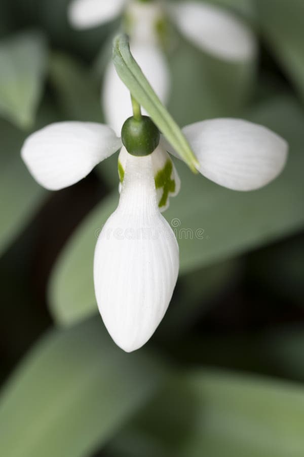 White snowdrop flower stock image. Image of areas, flower - 140686741