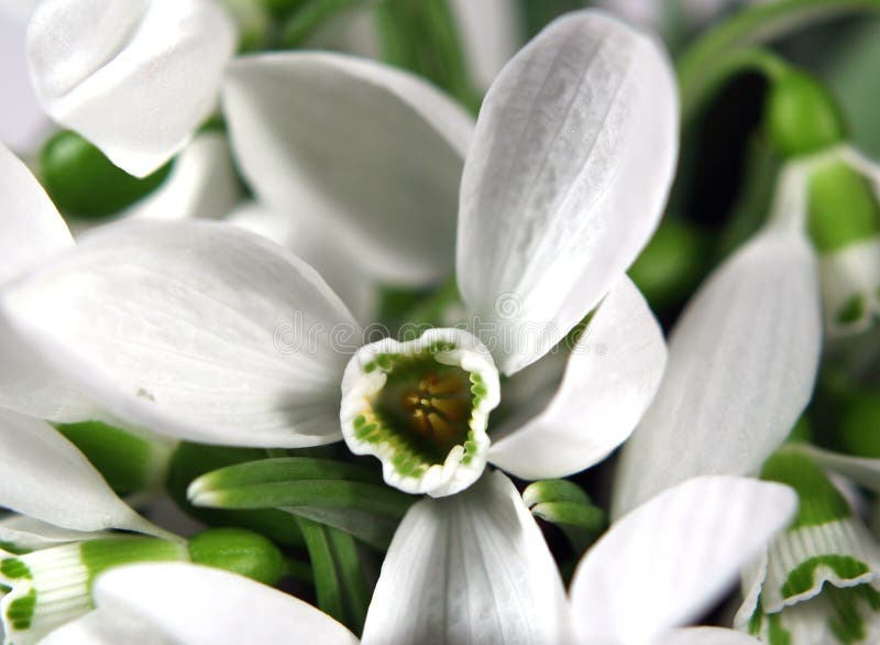 White Snowdrop Spring Flowers Stock Photo - Image of garden, nature ...
