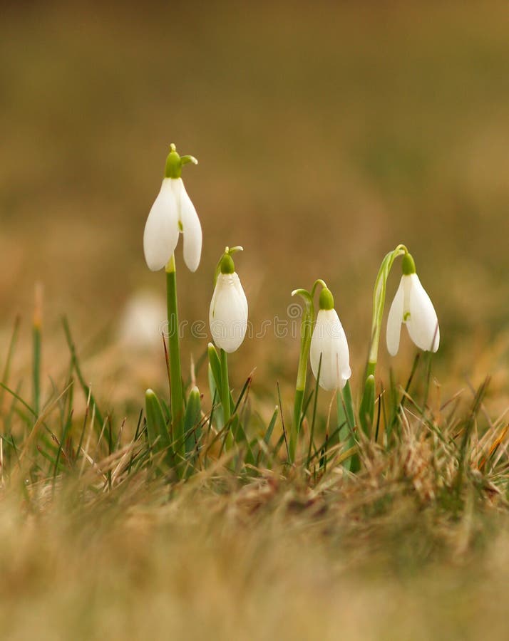 White Snowdrop Spring Flowers Stock Photo - Image of garden, nature ...