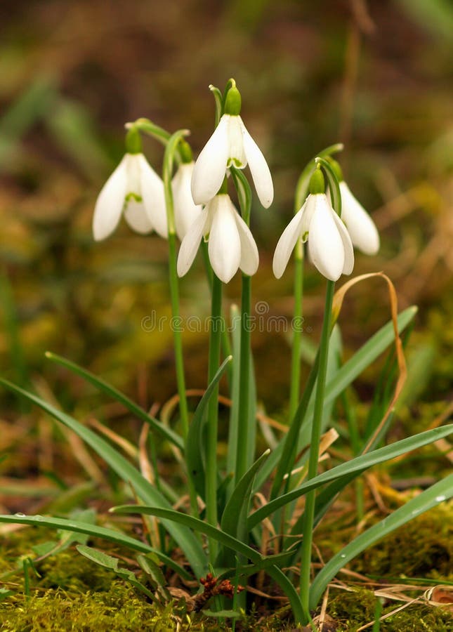 White Snowdrop Spring Flowers Stock Photo - Image of garden, nature ...