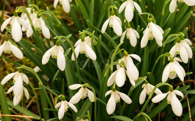 White Snowdrop Flowers on Garden . Stock Image - Image of springtime ...