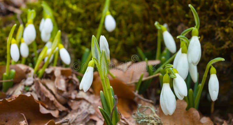 White Snowdrop Flowers Growth in Forest among Dry Leaves Stock Photo ...