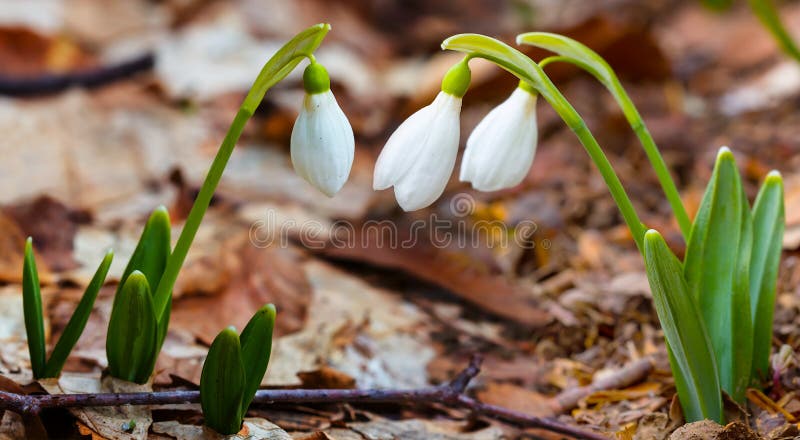 White Snowdrop Flowers Growth in Forest among Dry Leaves Stock Image ...