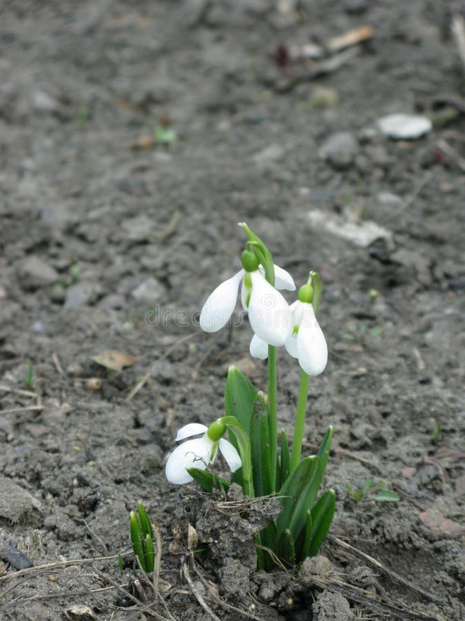White snowdrop flowers stock image. Image of beautiful - 145584755