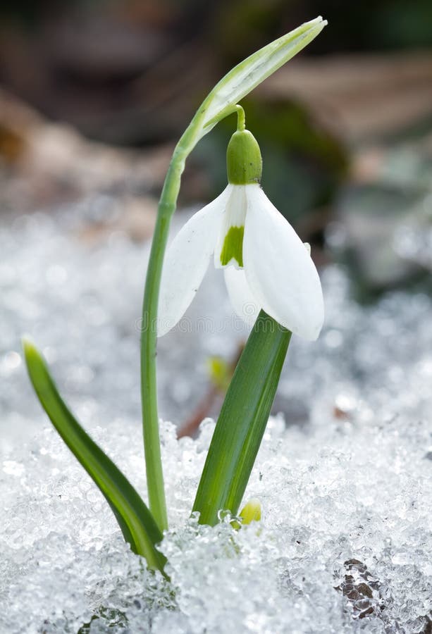 White Snowdrop Spring Flowers Stock Photo - Image of garden, nature ...