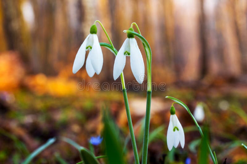 Snowdrop Close Up in the Spring Forest on a Background of Trees and ...