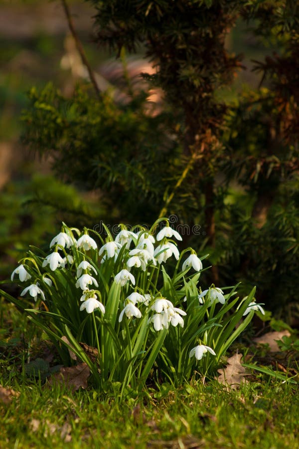 White snowdrop macro stock image. Image of freshness - 19732831