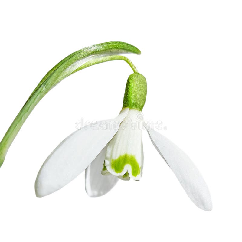 White Snowdrop Macro Bud Isolated on White Background Stock Photo ...