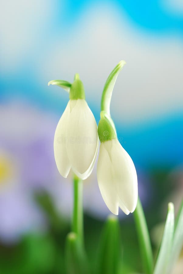White snowdrops stock photo. Image of bloom, drop, flora - 4335242