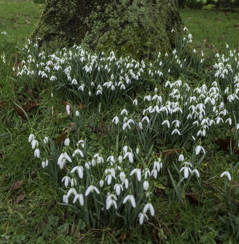White Snowdrops at the Bottom of the Tree Stock Image - Image of ...