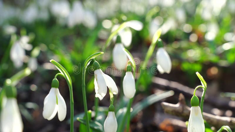 White Snowdrops in the Early Spring in the Forest, Early Spring White ...