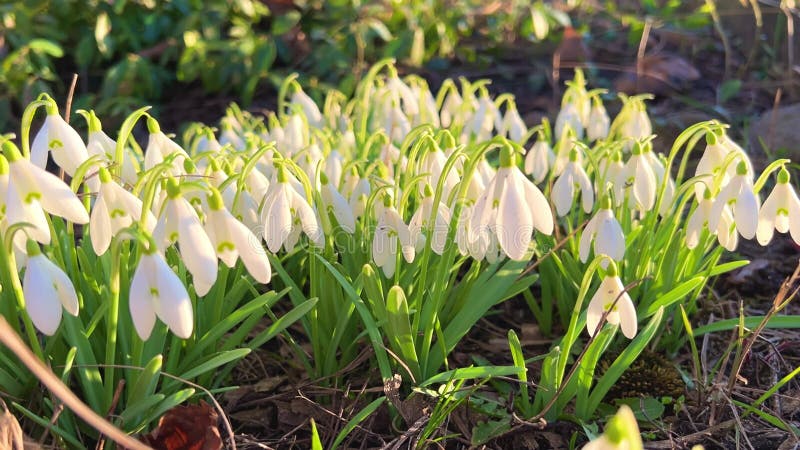 White Snowdrops in Early Spring in the Forest, White Flowers in Early ...