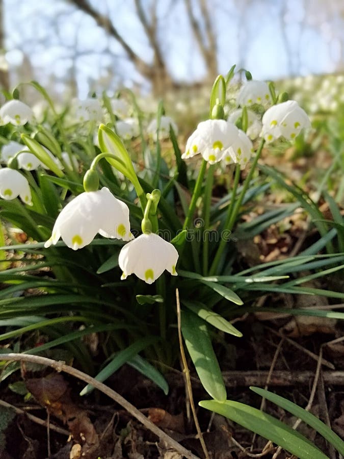 White Snowdrops Flower, Growing and Blooming in the Forest, Close Up ... White Snowdrops Flower, Growing and Blooming in the Forest, Close Up ...