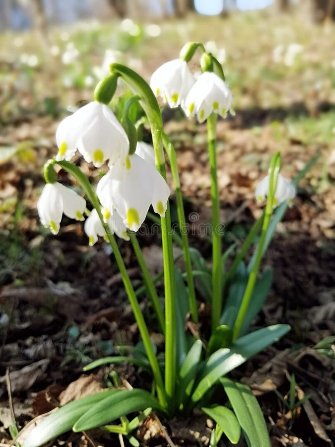 White Snowdrops Flower, Growing and Blooming in the Forest, Close Up ... White Snowdrops Flower, Growing and Blooming in the Forest, Close Up ...
