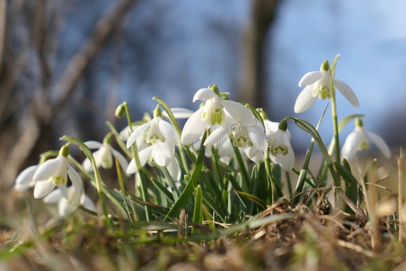 White Snowdrops Flowers Growing in the Garden. Galanthus Nivalis Stock ... White Snowdrops Flowers Growing in the Garden. Galanthus Nivalis Stock ...