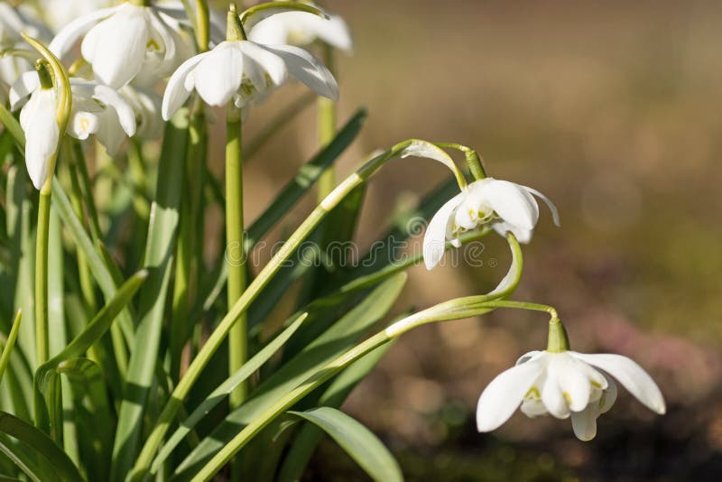 White snowdrops stock photo. Image of fesger, march, snowdrop - 89140080