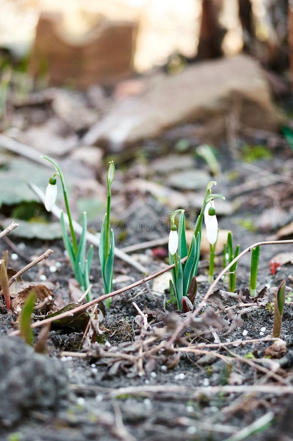 White Snowdrops in the Garden in Spring Stock Image - Image of ...