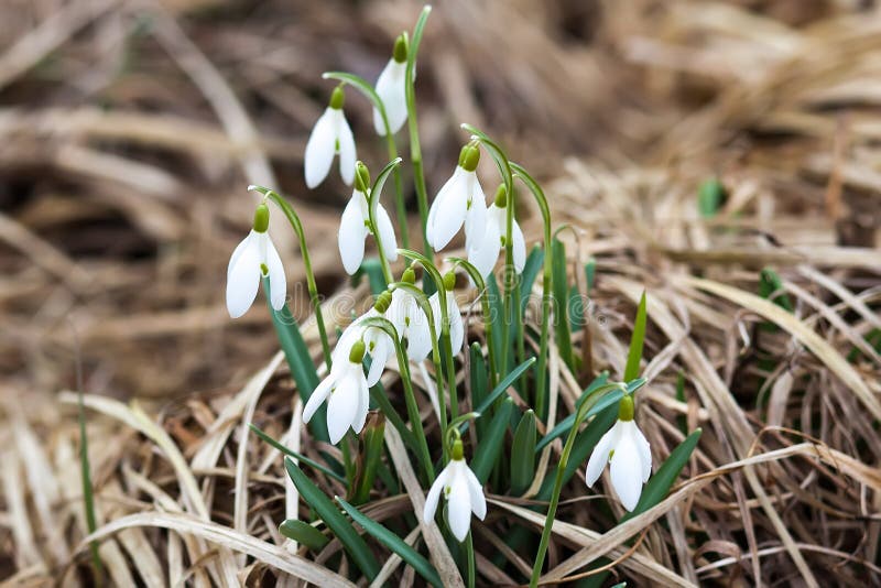 A white snowdrops stock photo. Image of fresh, field - 89058152