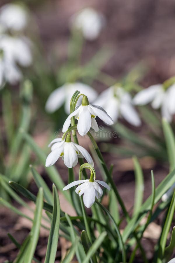 White Snowdrops in Spring Closeup Stock Photo - Image of bloom ...