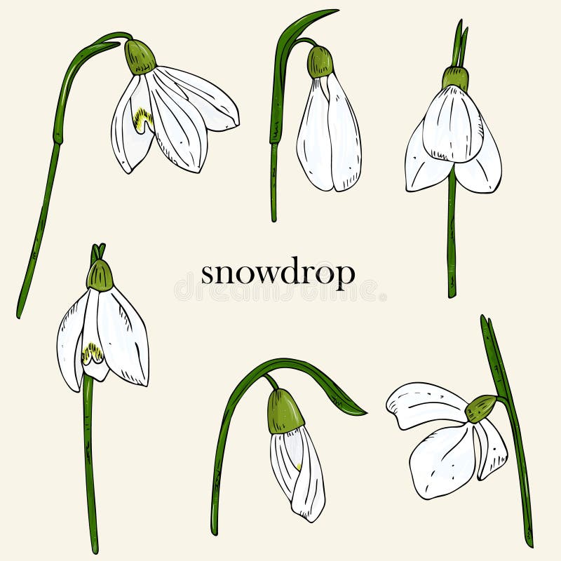 White Snowdrops Spring Flowers Stock Vector - Illustration of graphic ...