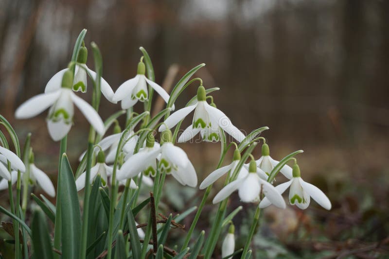 Group of White Snowdrops in a Spring. Stock Image - Image of leaf ...
