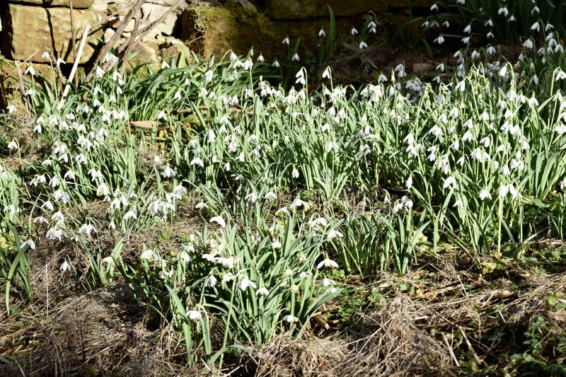 White Snowdrops in the Sunlight, Derbyshire, England, UK. Stock Image ...