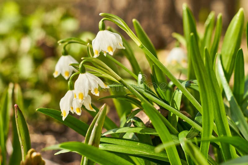 White Snowflake Flowers in Spring Stock Photo - Image of flora ...